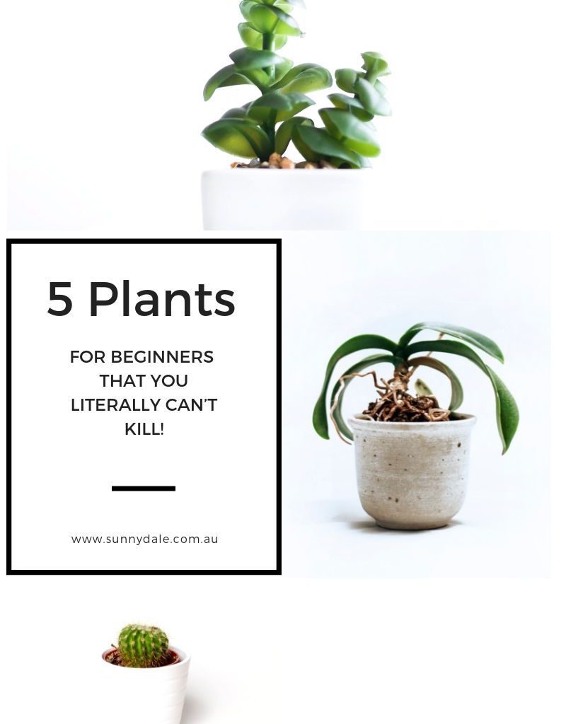 5 Plants Perfect for Beginners - Sunnydale Green Solutions